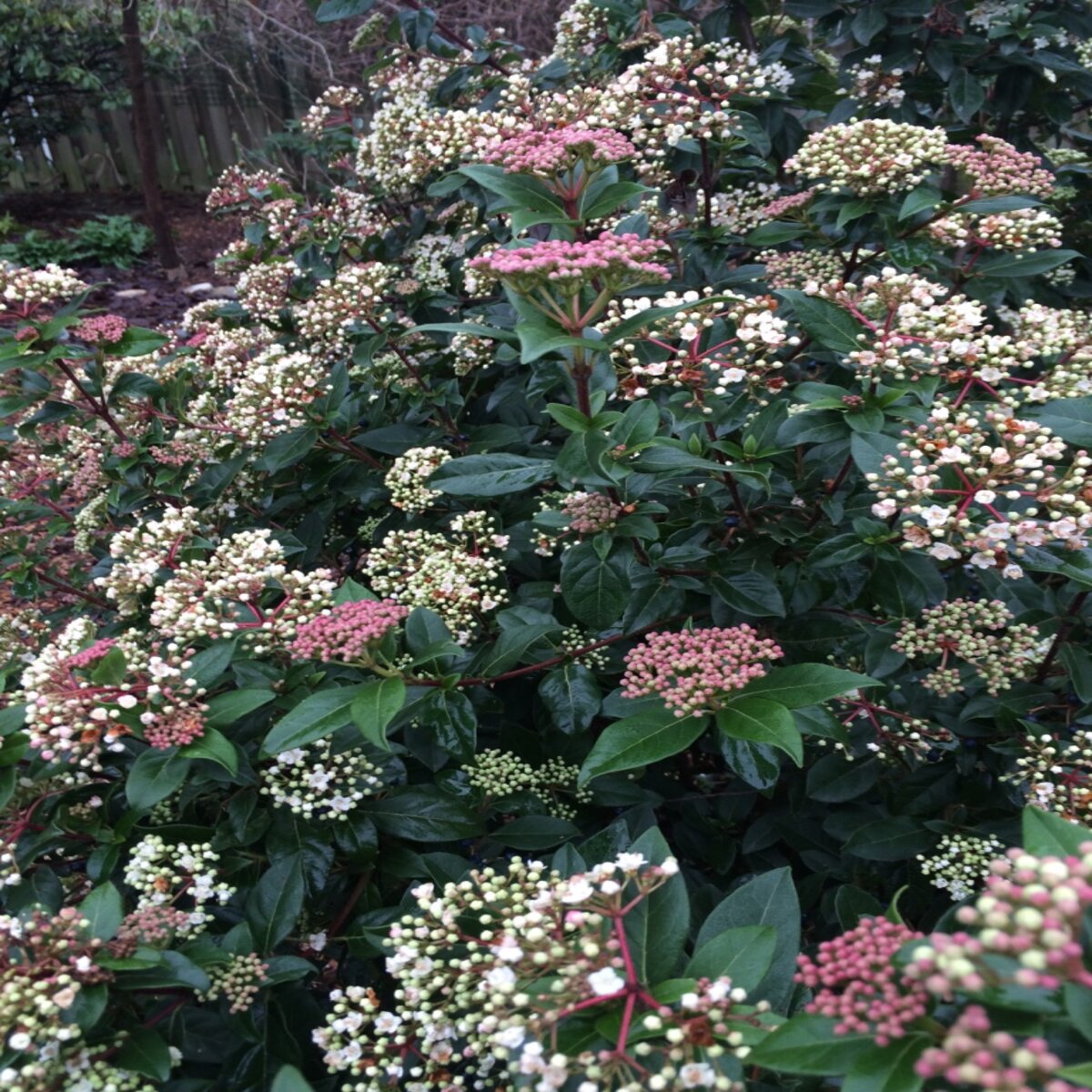 Viburnum Tinus Spring Bouquet Laurustinus | SiteOne