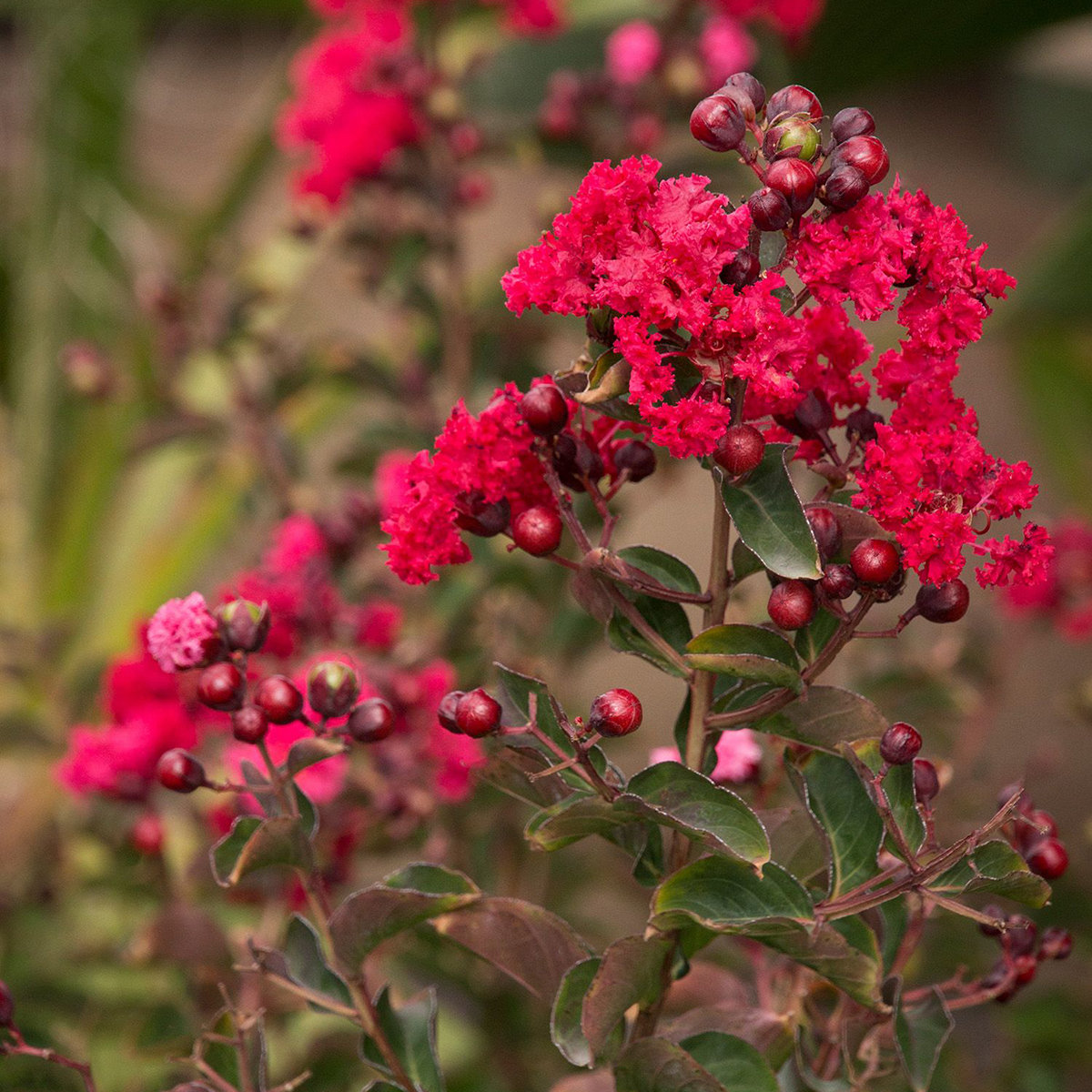 Lagerstroemia Indica Dynamite Crape Myrtle | SiteOne