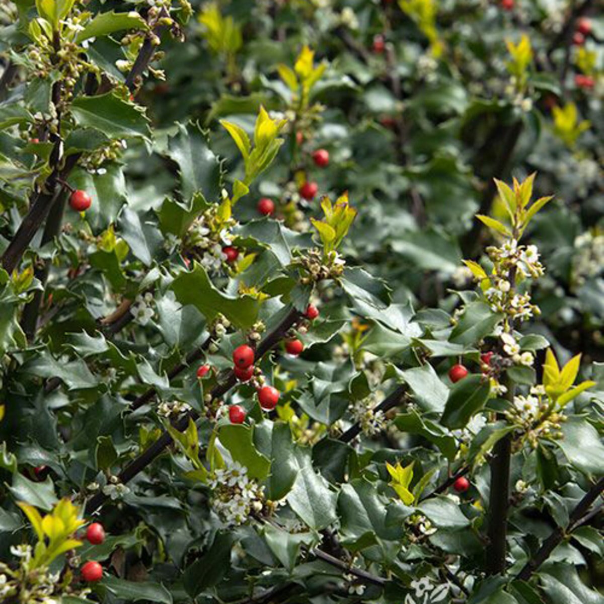 Ilex X Meserveae 'Blue Princess' Blue Holly | SiteOne