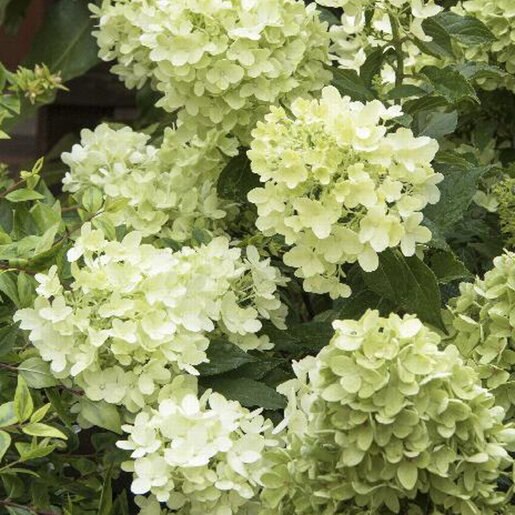 Hydrangea Paniculata Candy Apple Panicle Hydrangea | SiteOne