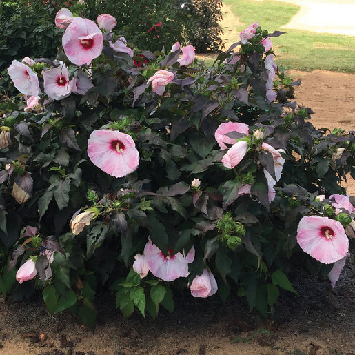 Hibiscus Moscheutos Head Over Heels Blush Rose Mallow | SiteOne