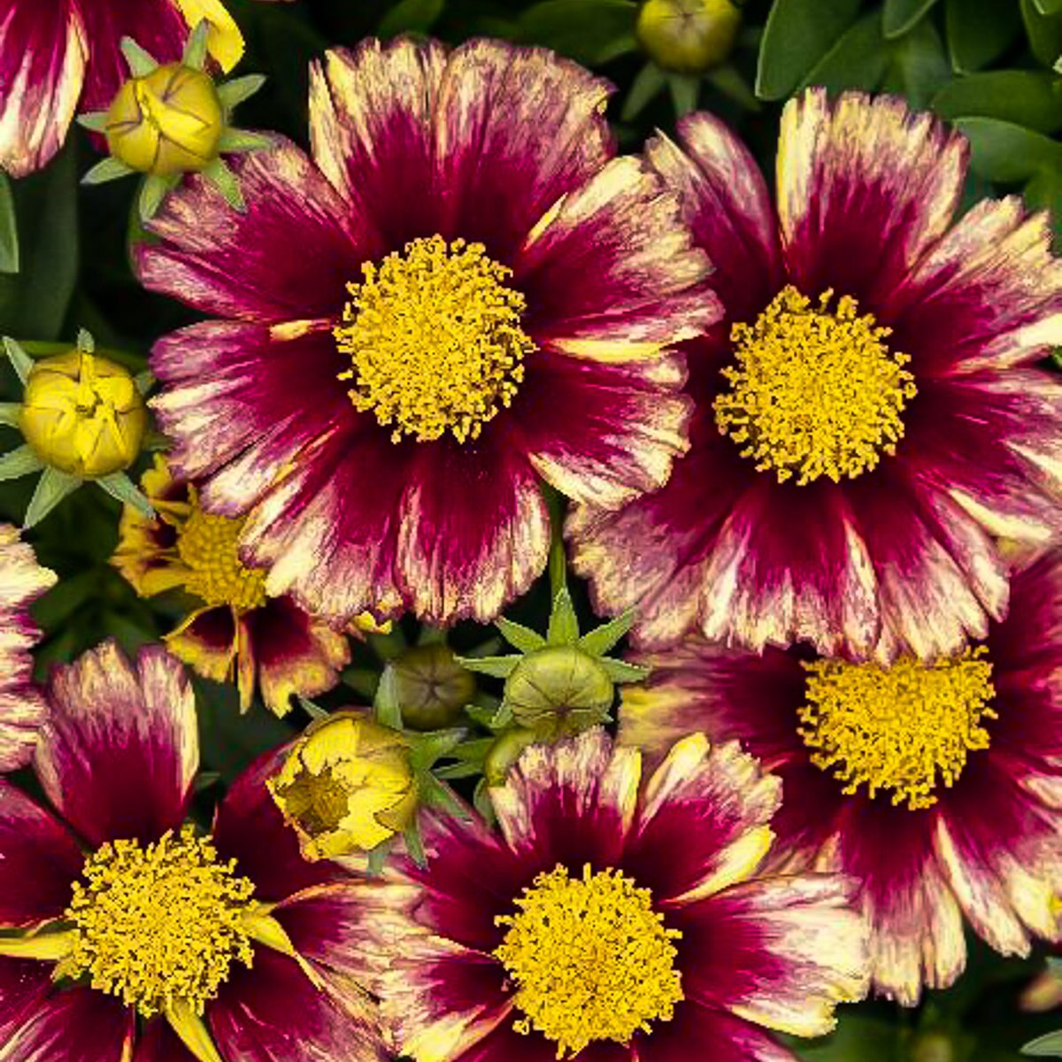 Coreopsis Grandiflora Solanna Sunset Burst Tickseed | SiteOne