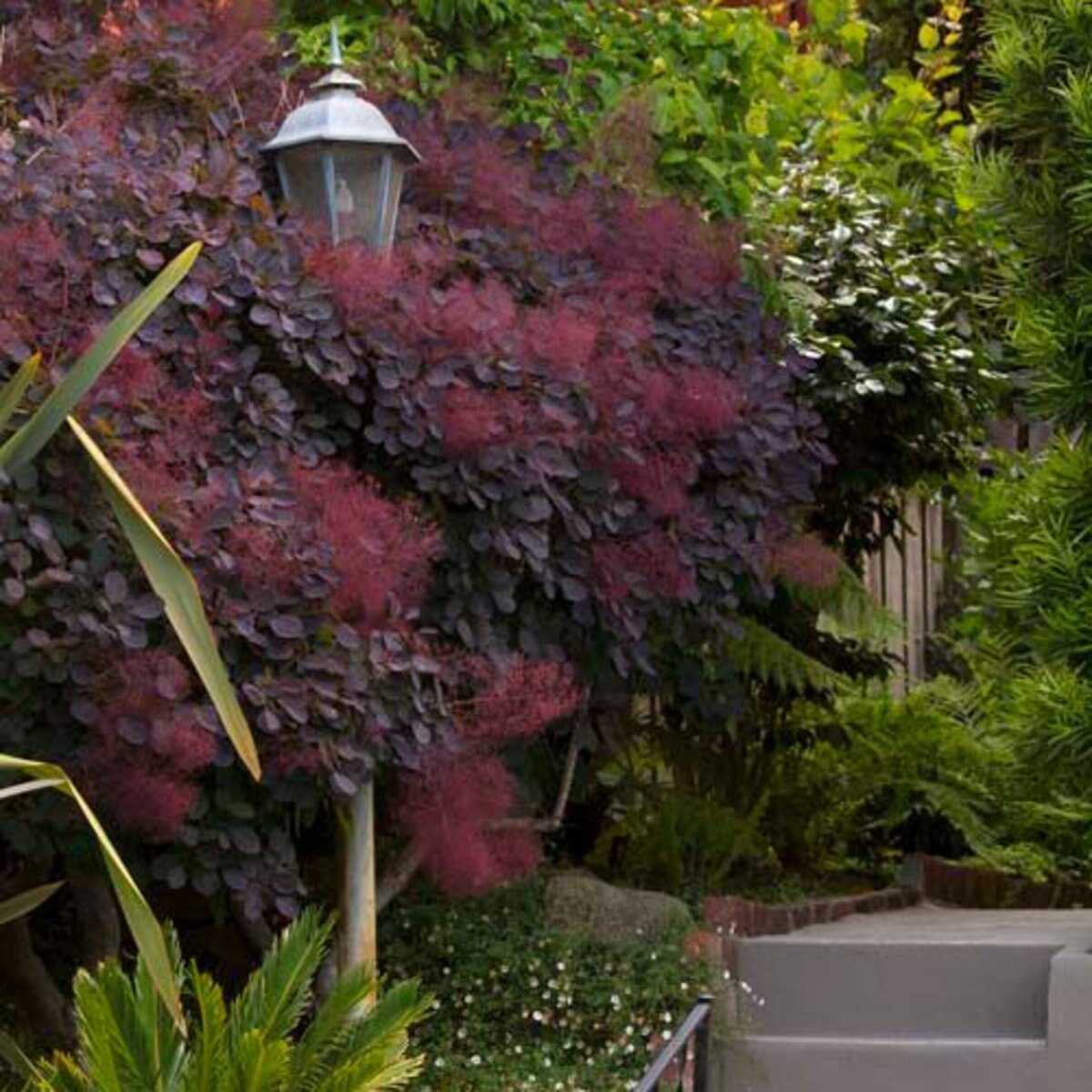 Cotinus Coggygria Royal Purple Smoke Bush | SiteOne