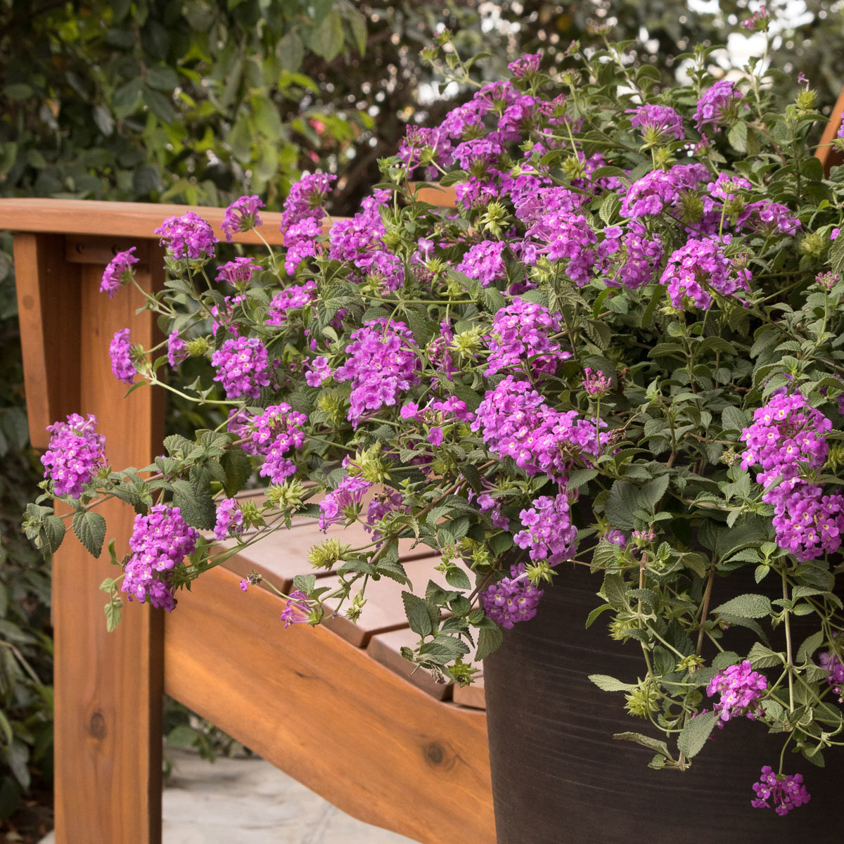 Lantana Sellowiana Purple Potion Trailing Lantana | SiteOne