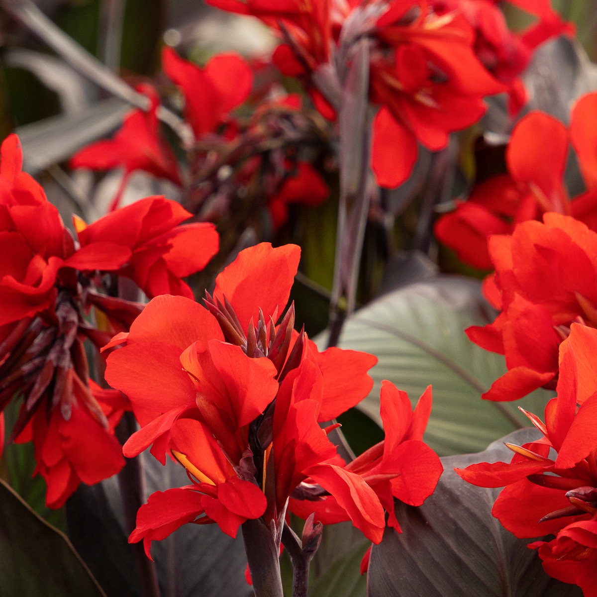 Canna X Generalis Cannova Bronze Scarlet Canna Lily | SiteOne