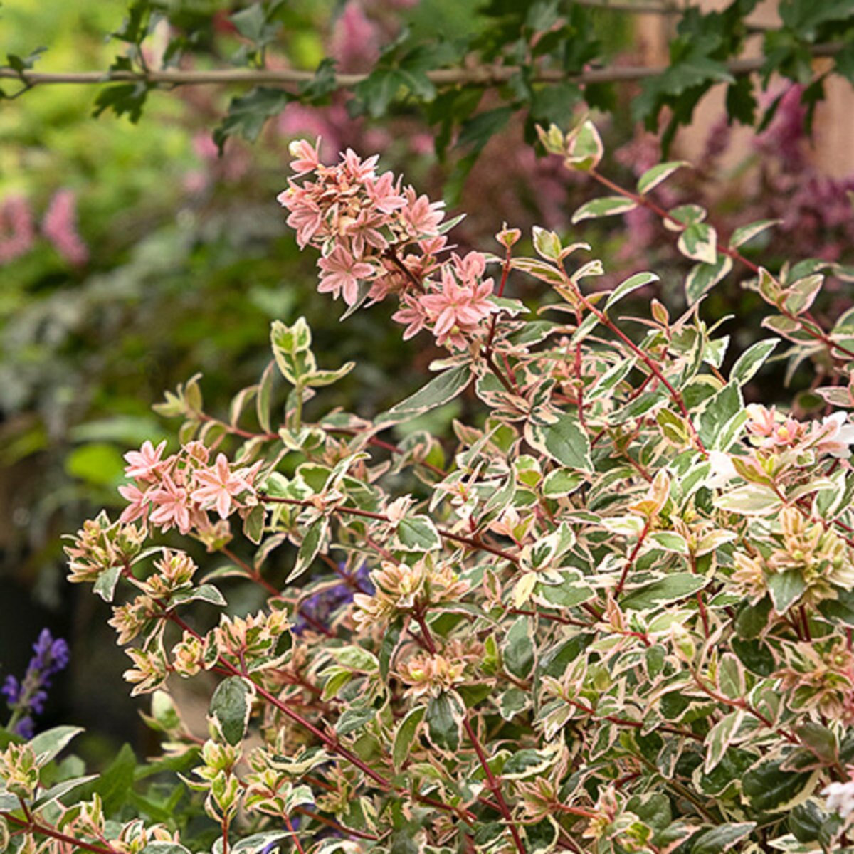 Abelia X Grandiflora Magic Daydream Glossy Abelia | SiteOne