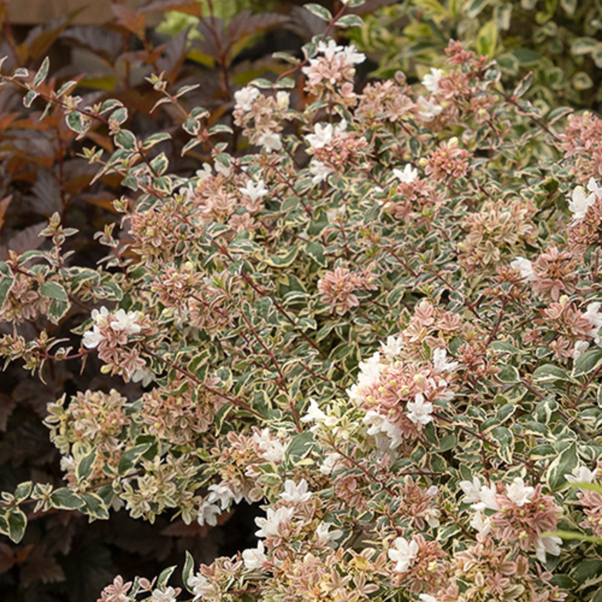 Abelia X Grandiflora Magic Daydream Glossy Abelia | SiteOne