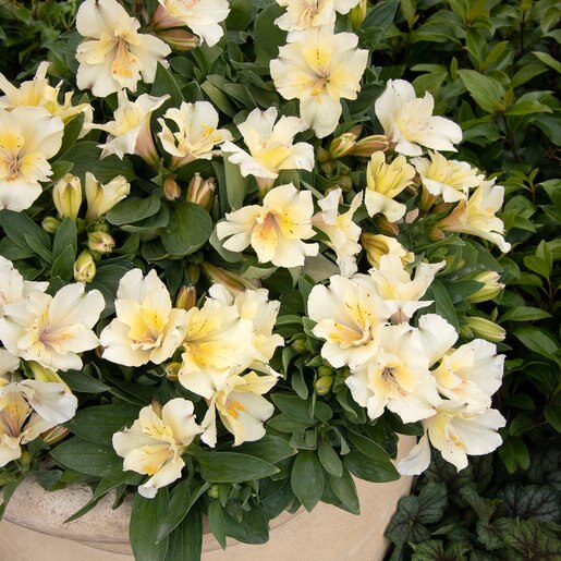 Alstroemeria X Colorita Zapriclair Claire Monrovia Peru | SiteOne