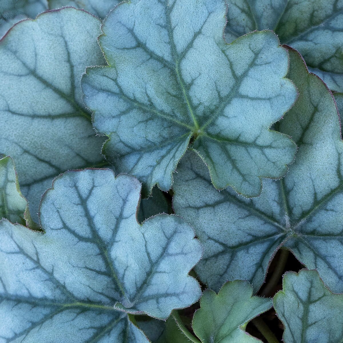Heuchera X Little Cuties Shimmer Coral Bells | SiteOne