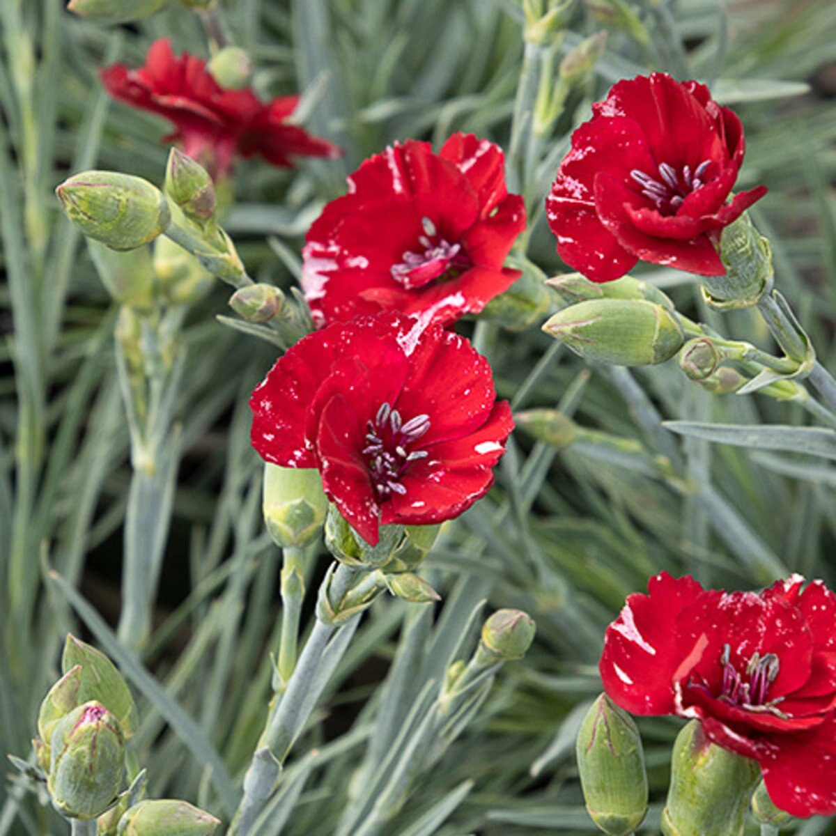 DIanthus X American Pie Cherry Pie Pinks | SiteOne