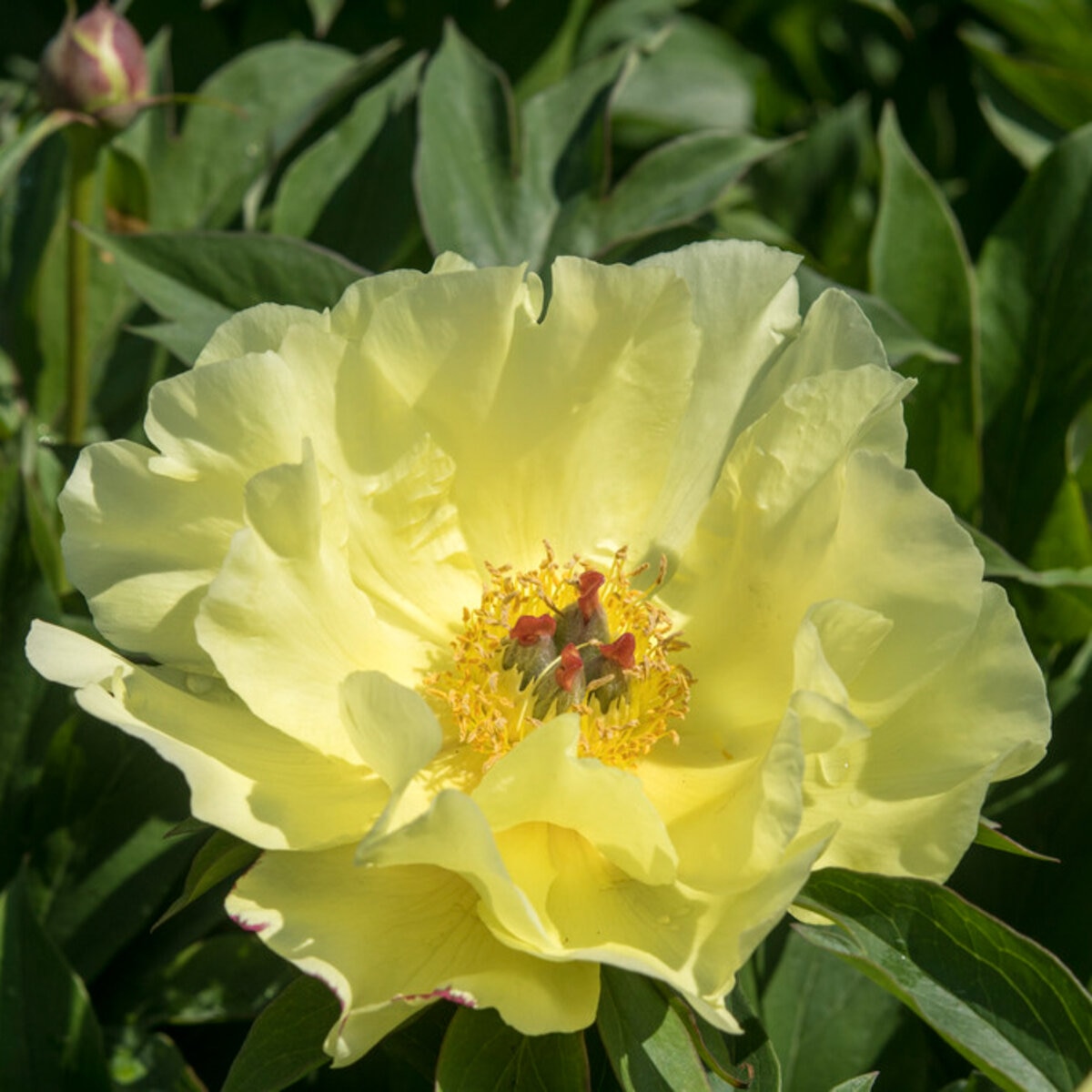Paeonia X Sequestered Sunshine Peony | SiteOne