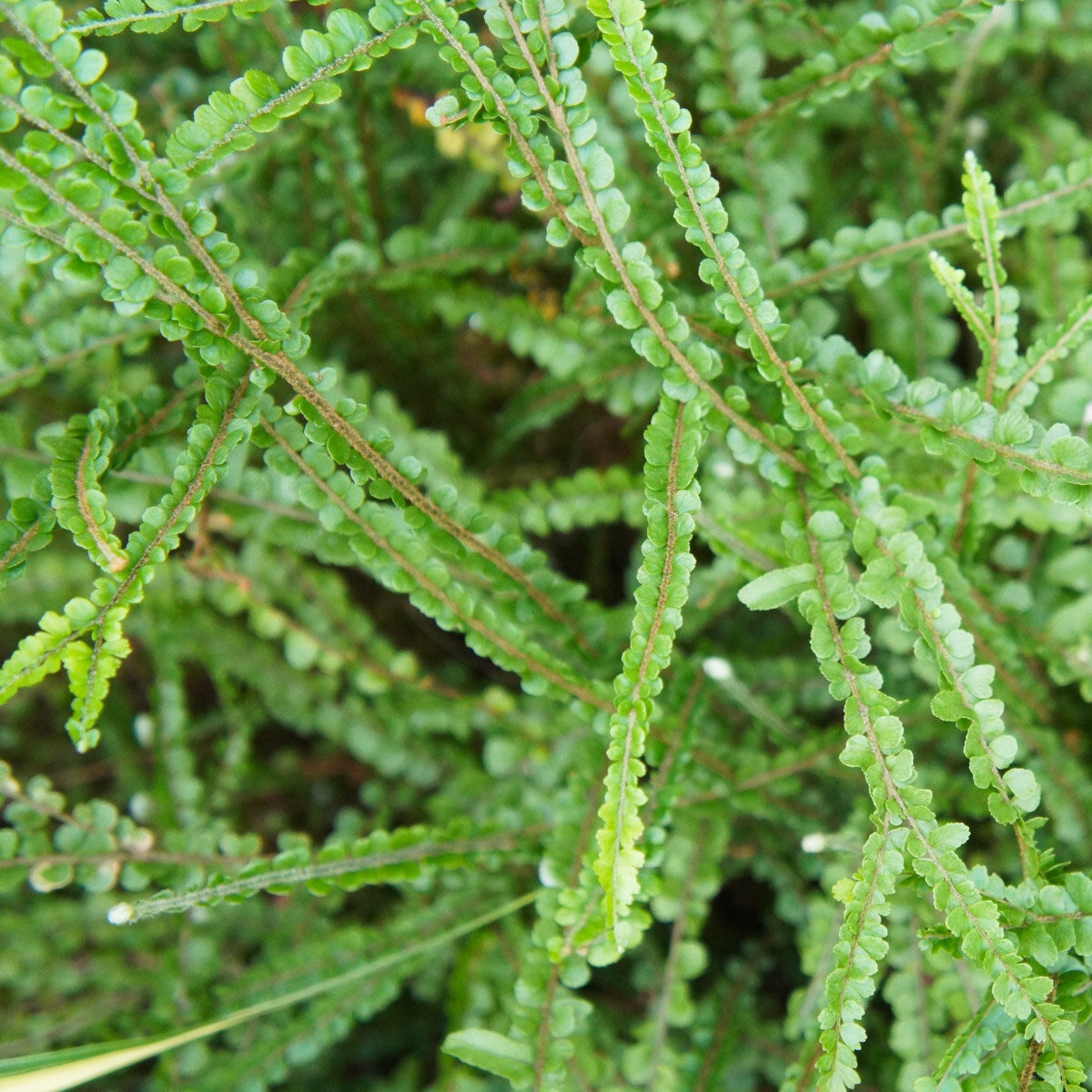 Nephrolepis Cordifolia Duffii Fishbone Fern | SiteOne