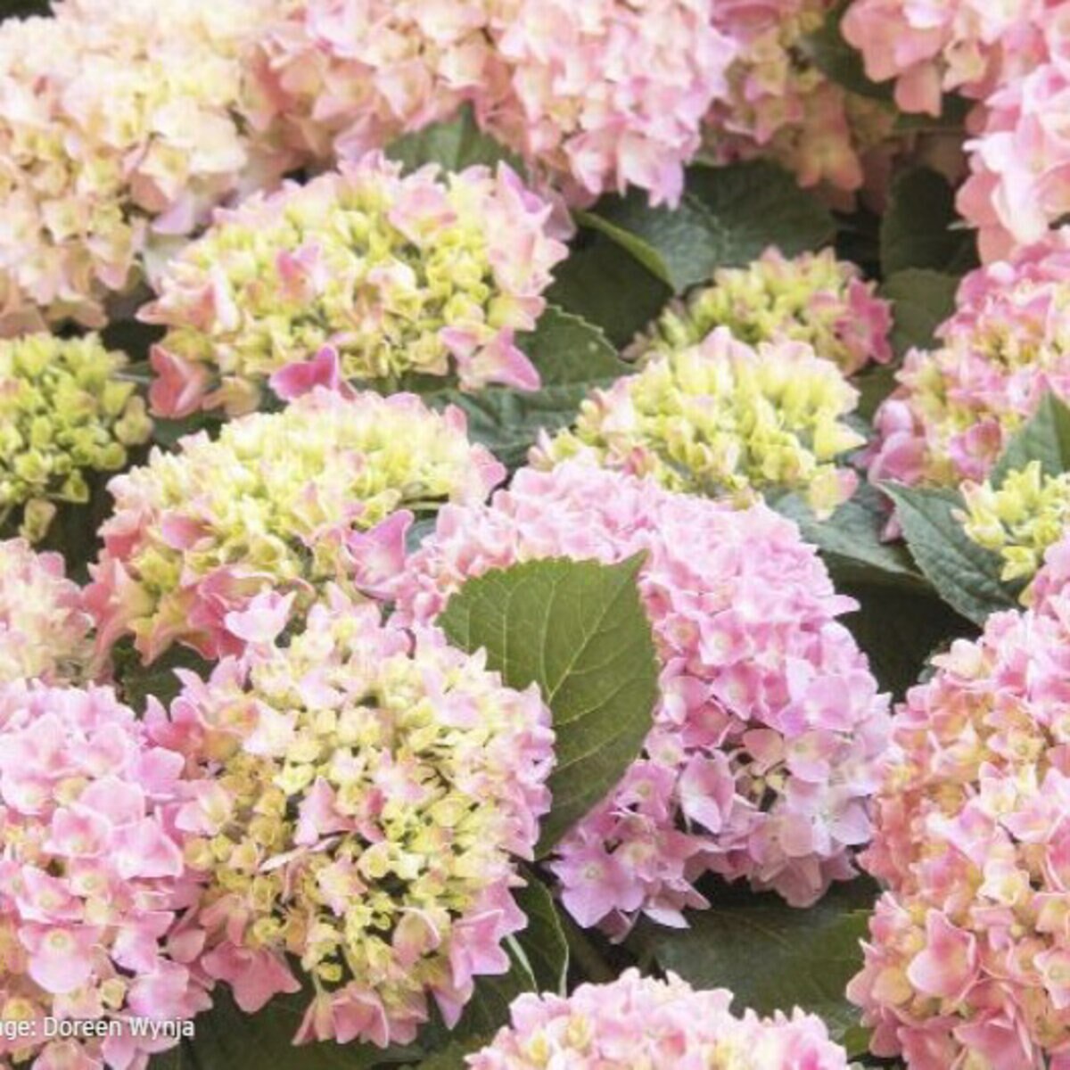Hydrangea Macrophylla Pink Splendor Big Leaf Hydrangea | SiteOne