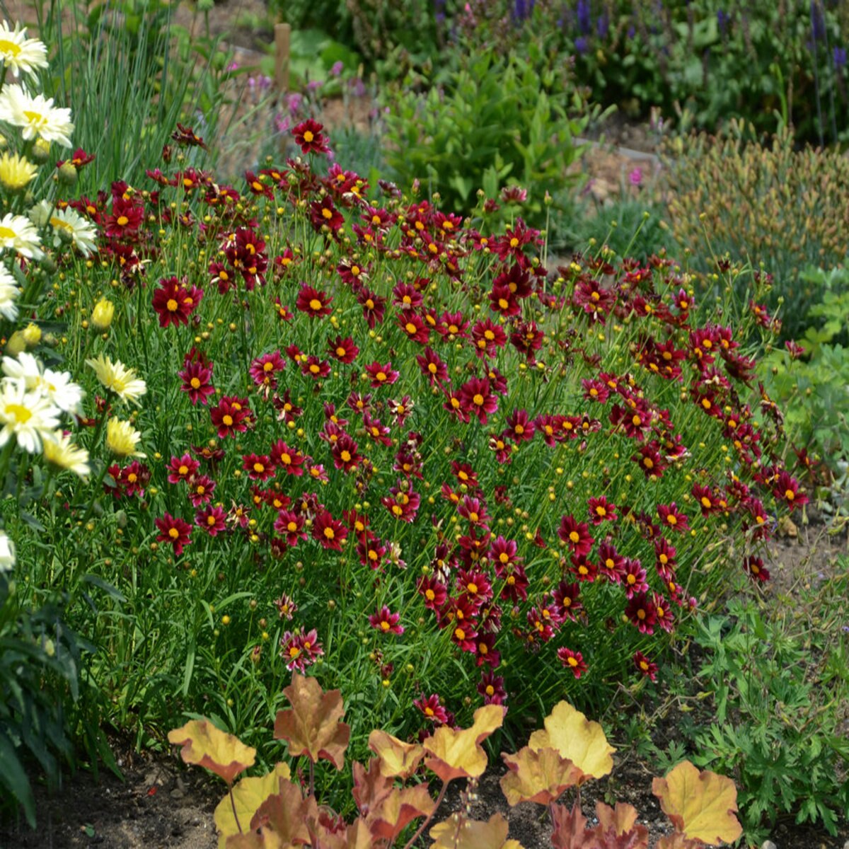 Coreopsis X Big Bang Mercury Rising Tickseed | SiteOne