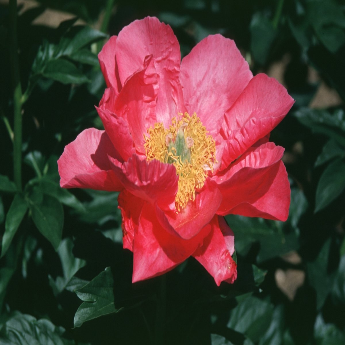Paeonia X Paula Fay Peony | SiteOne