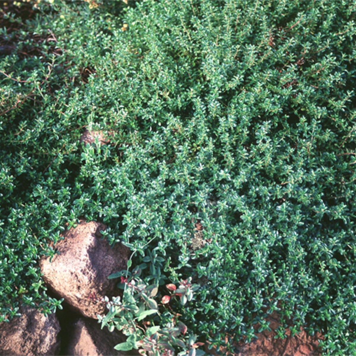 Thymus Pseudolanuginosus Woolly Thyme | SiteOne