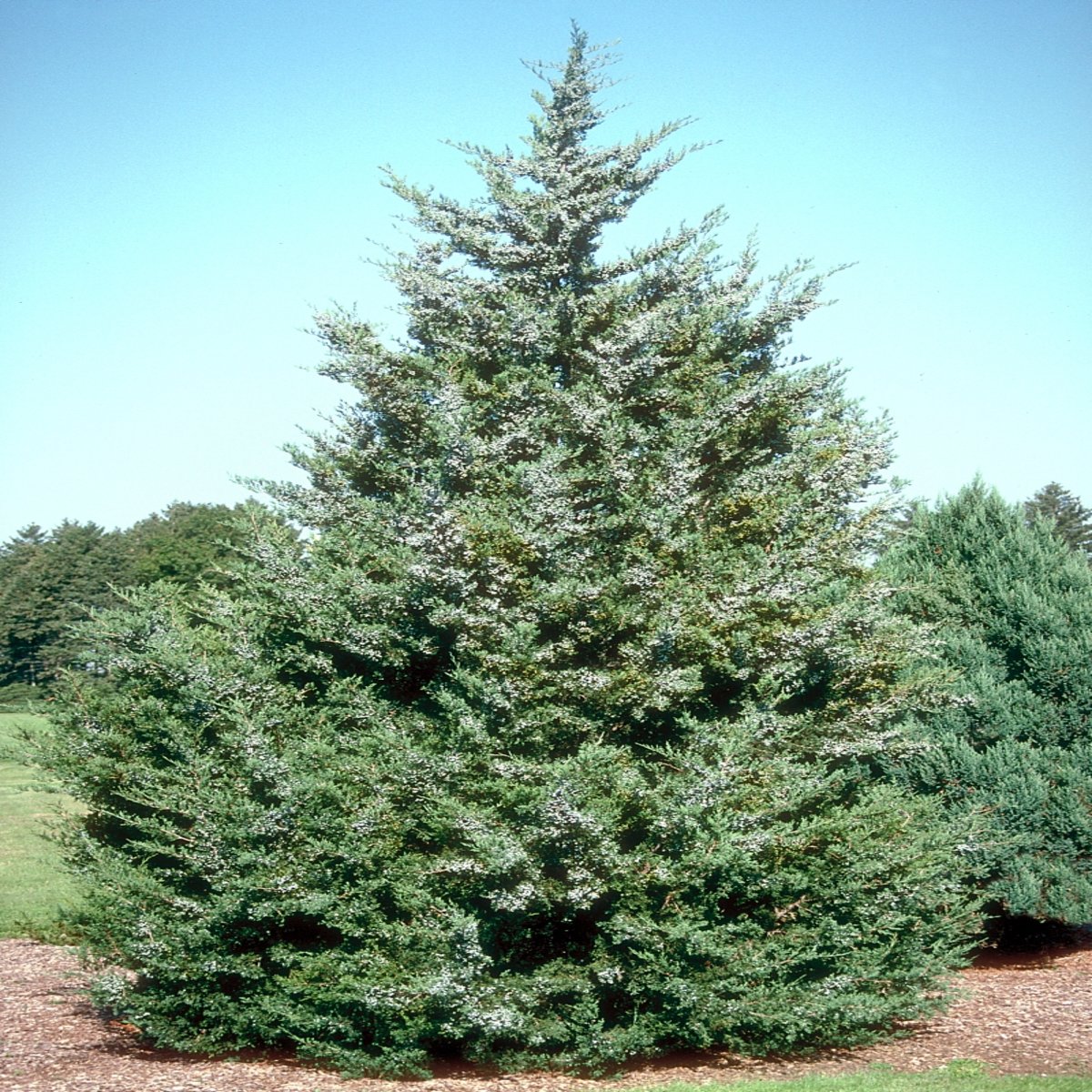 Juniperus Scopulorum Pathfinder Rocky Mountain Juniper | SiteOne