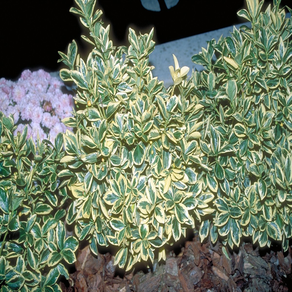 Euonymus Japonicus Silver King Japanese Euonymus | SiteOne