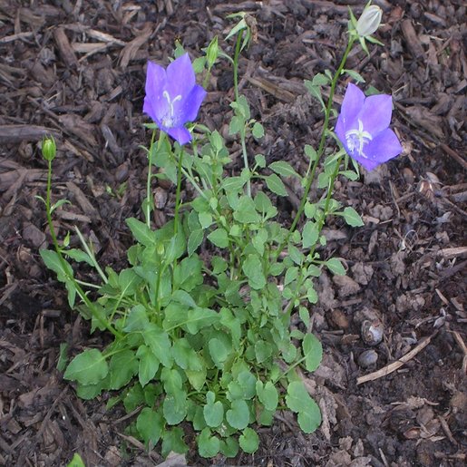 Campanula Carpatica Deep Blue Clips Bellflower | SiteOne