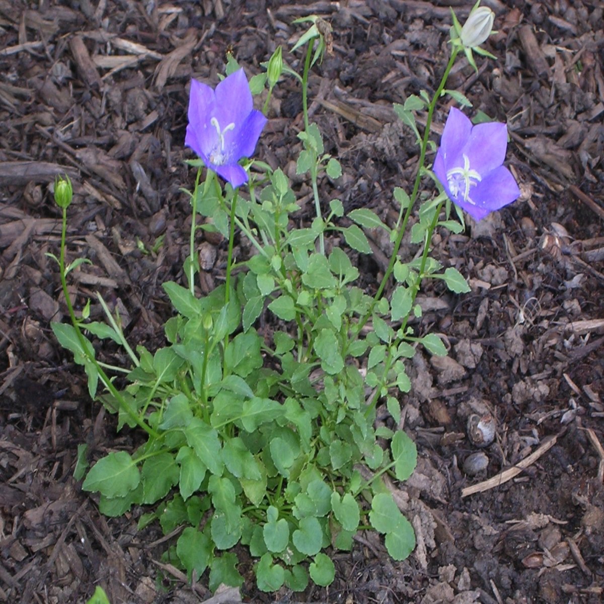 Campanula Carpatica Deep Blue Clips Bellflower | SiteOne