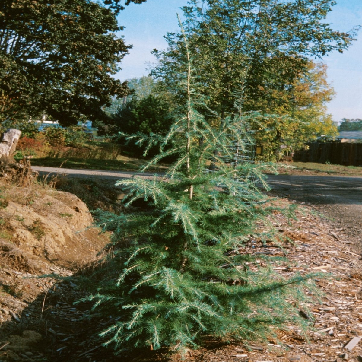 Cedrus Deodara Kashmir Deodar Cedar | SiteOne