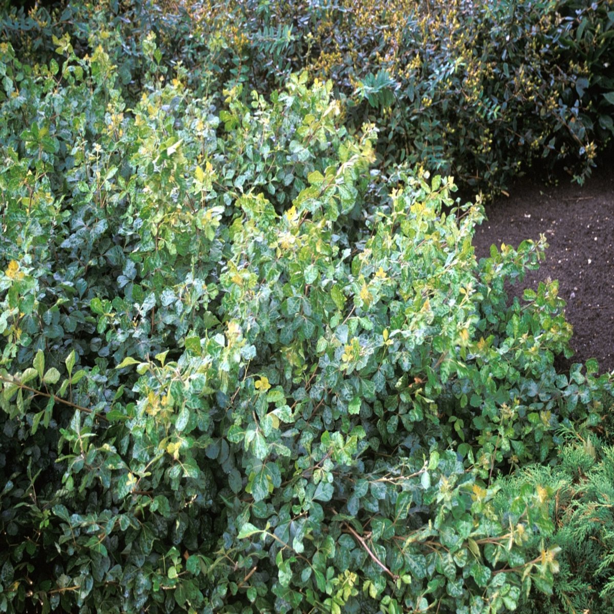 Rhus Aromatica Gro-Low Sumac | SiteOne