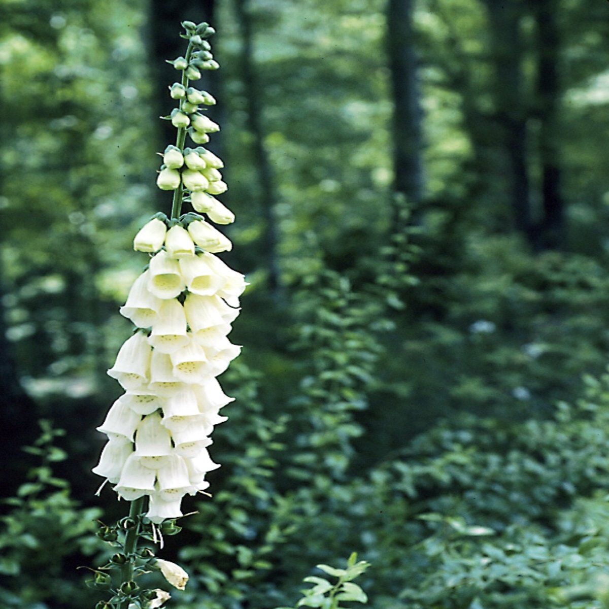 Digitalis Purpurea Alba Foxglove | SiteOne