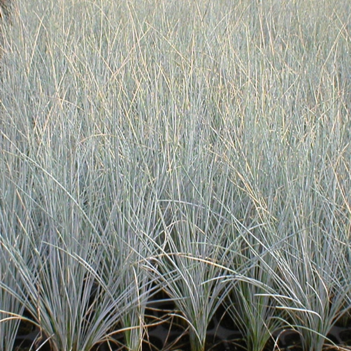 Festuca Glauca Boulder Blue Blue Fescue | SiteOne