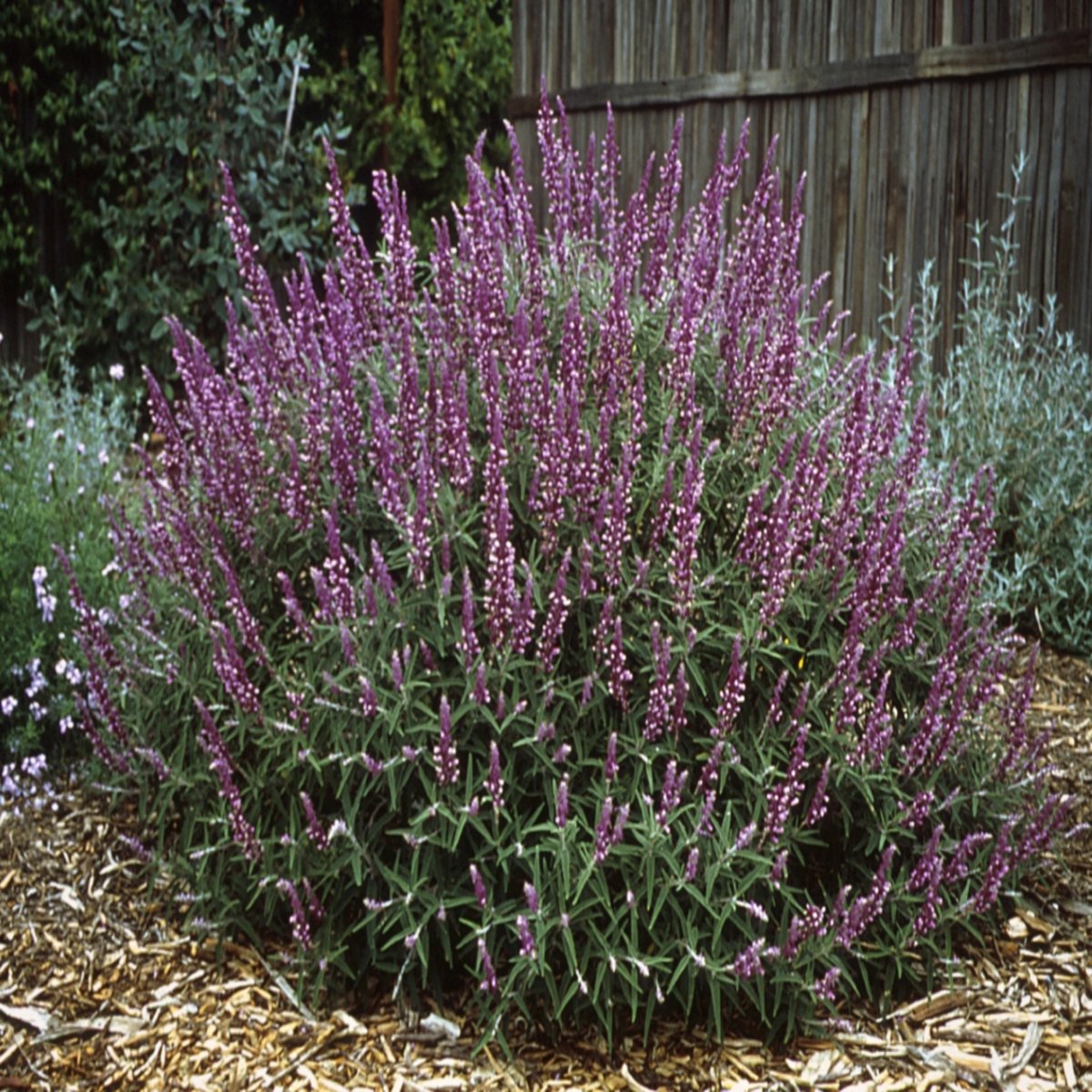 Salvia Leucantha Santa Barbara Mexican Bush Sage | SiteOne