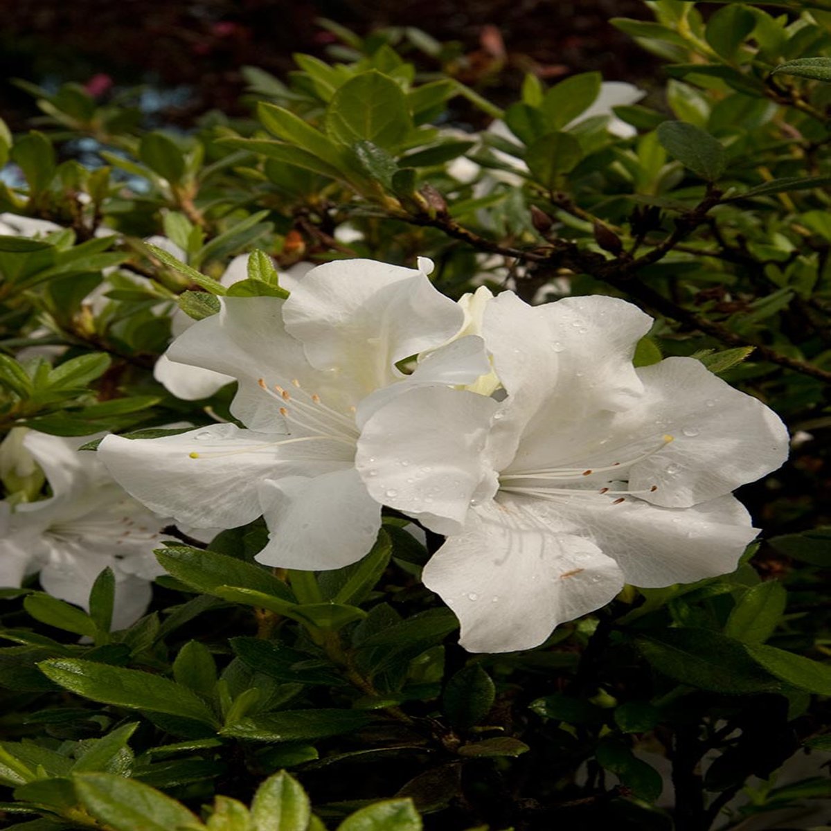 Rhododendron X Autumn Ivory Encore Azalea | SiteOne