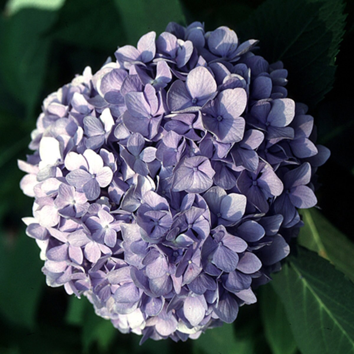 Hydrangea Macrophylla Dooley Big Leaf Hydrangea | SiteOne