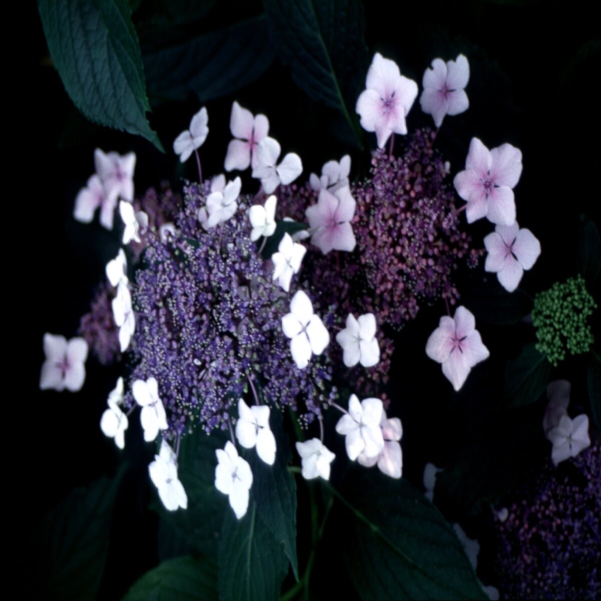 Hydrangea Serrata Bluebird Lacecap Hydrangea | SiteOne