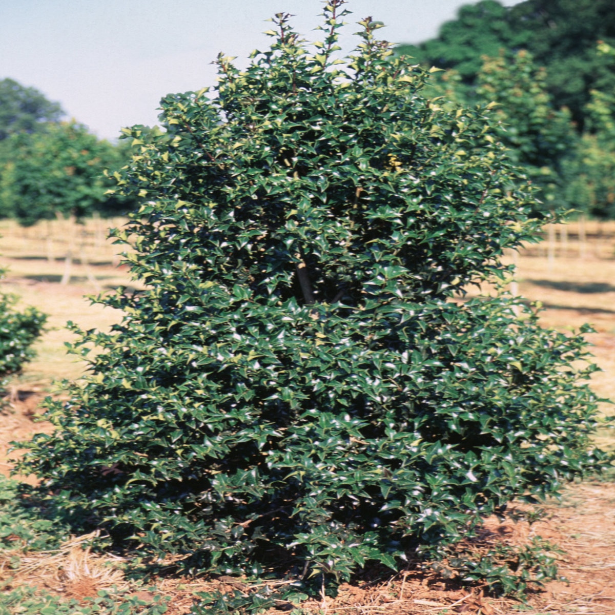 Ilex X Aquipernyi Meschick Dragon Lady Holly | SiteOne