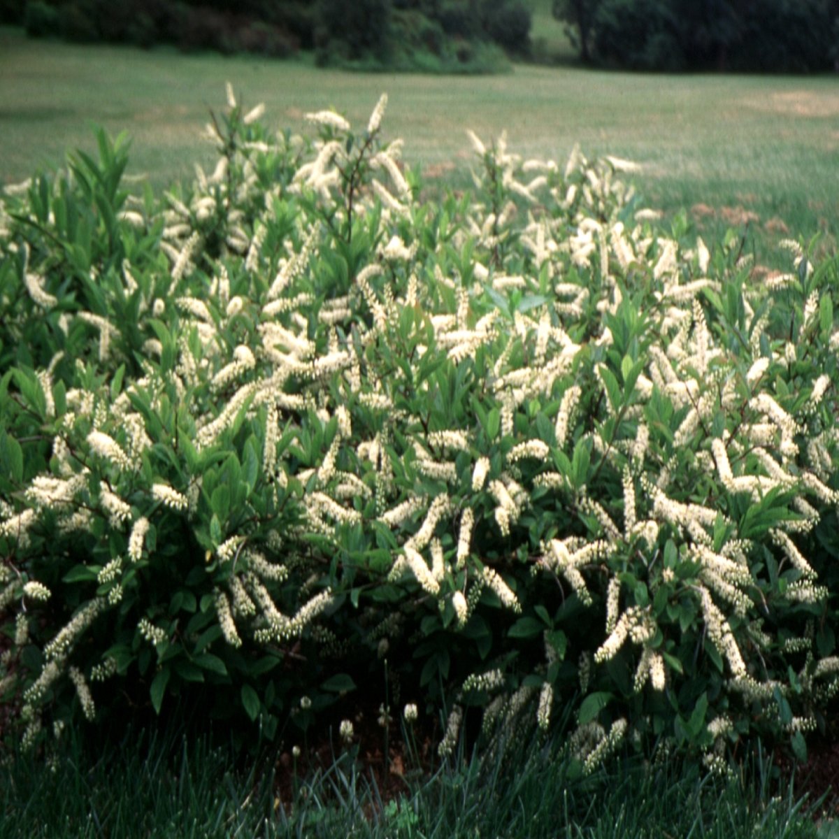 Itea Virginica Color Choice Little Henry Sweetspire | SiteOne