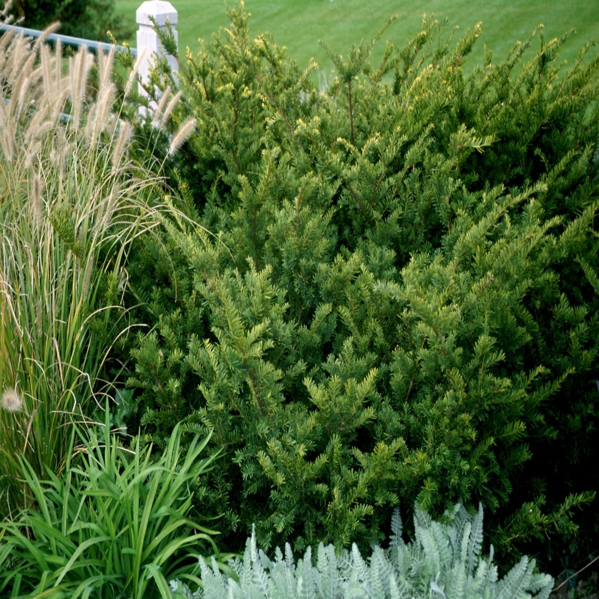 Taxus X Media Tauntonii Anglojap Yew | SiteOne