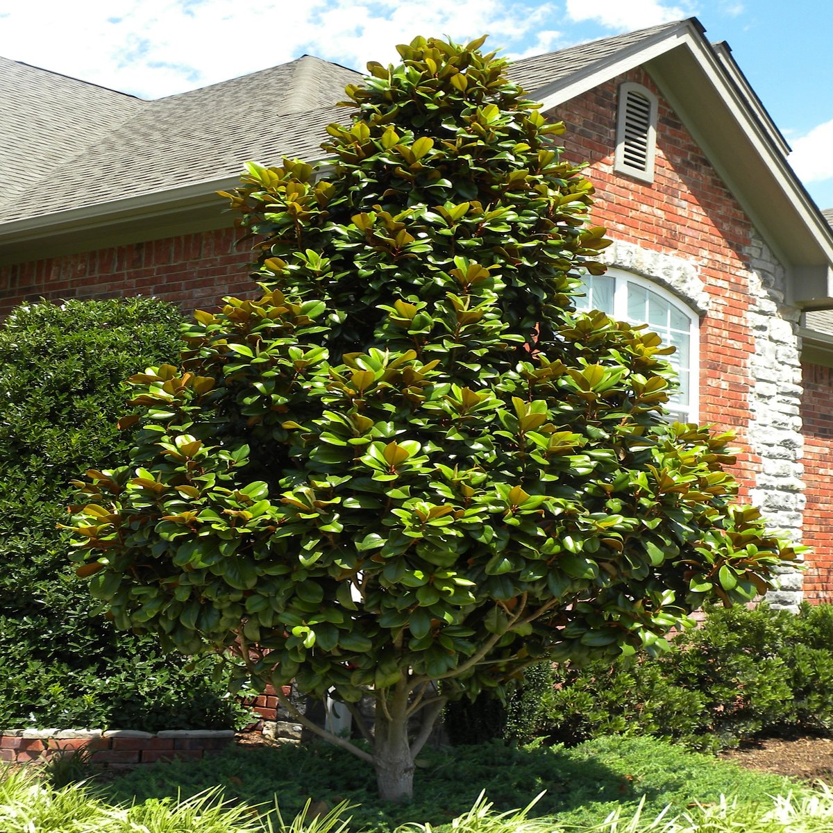 Magnolia Grandiflora Teddy Bear Southern Magnolia | SiteOne