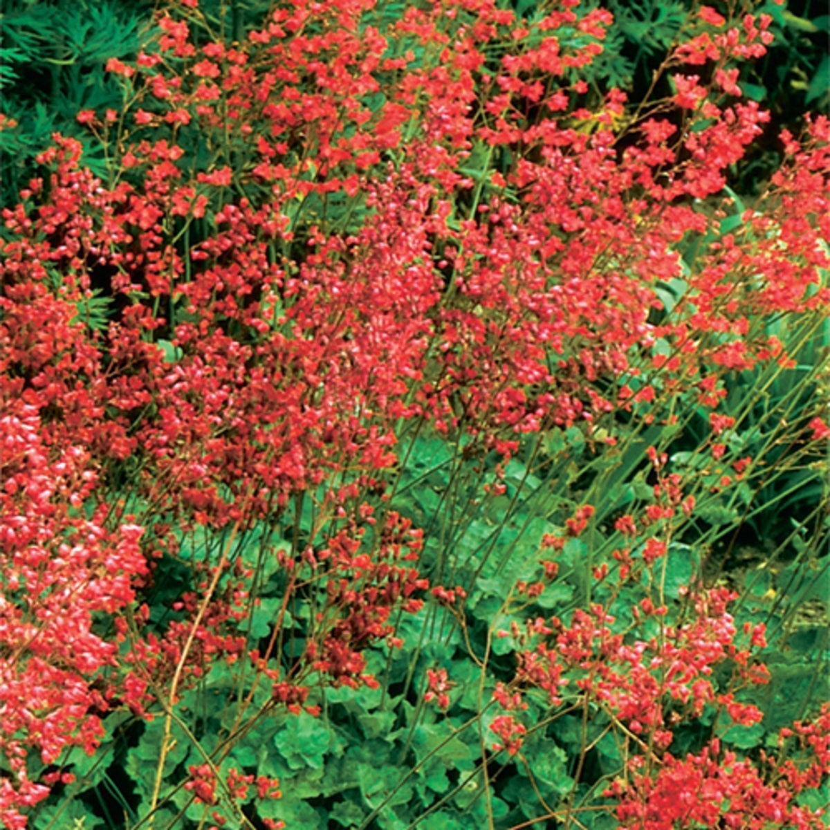 Heuchera X Bressingham Hybrids Coral Bells | SiteOne