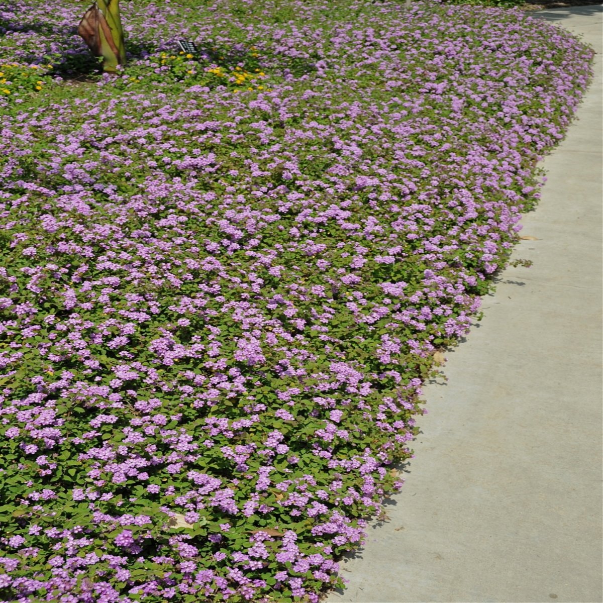Lantana Montevidensis Trailing Lantana | SiteOne