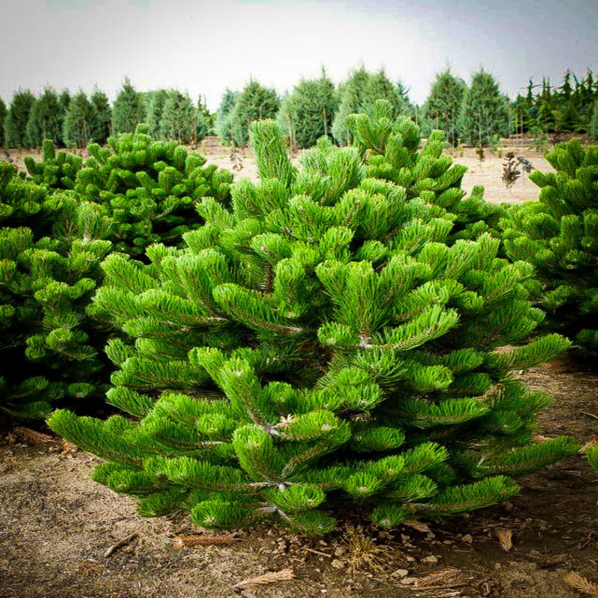 Pinus Nigra Oregon Green Austrian Pine | SiteOne