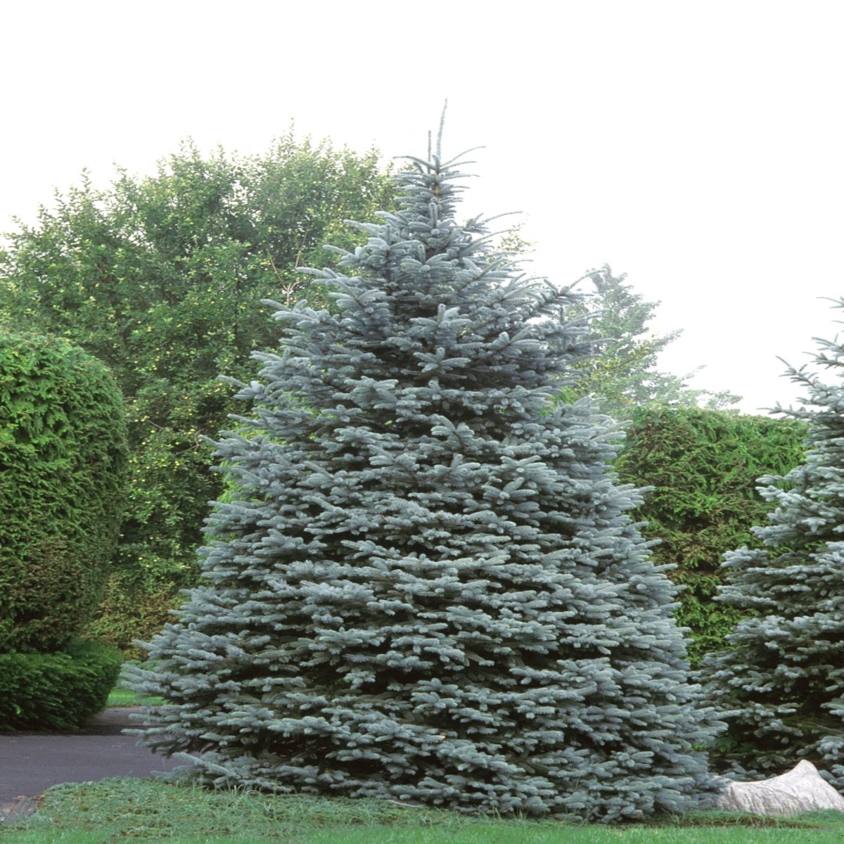 Picea Pungens Hoopsii Colorado Spruce | SiteOne