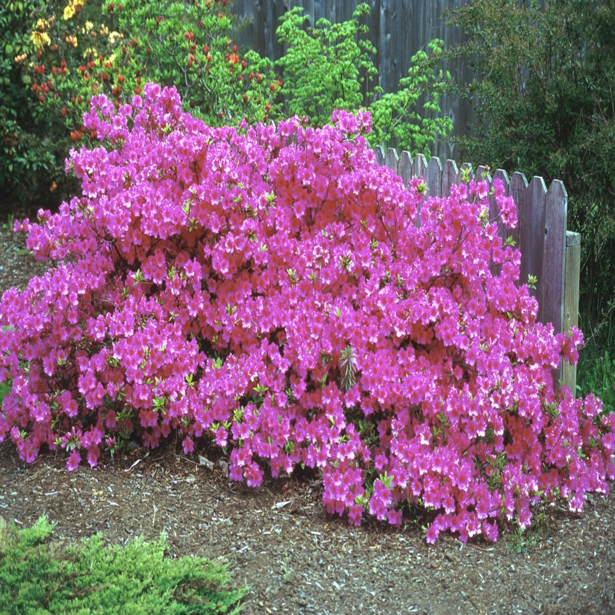 Rhododendron X Purple Splendor Azalea | SiteOne