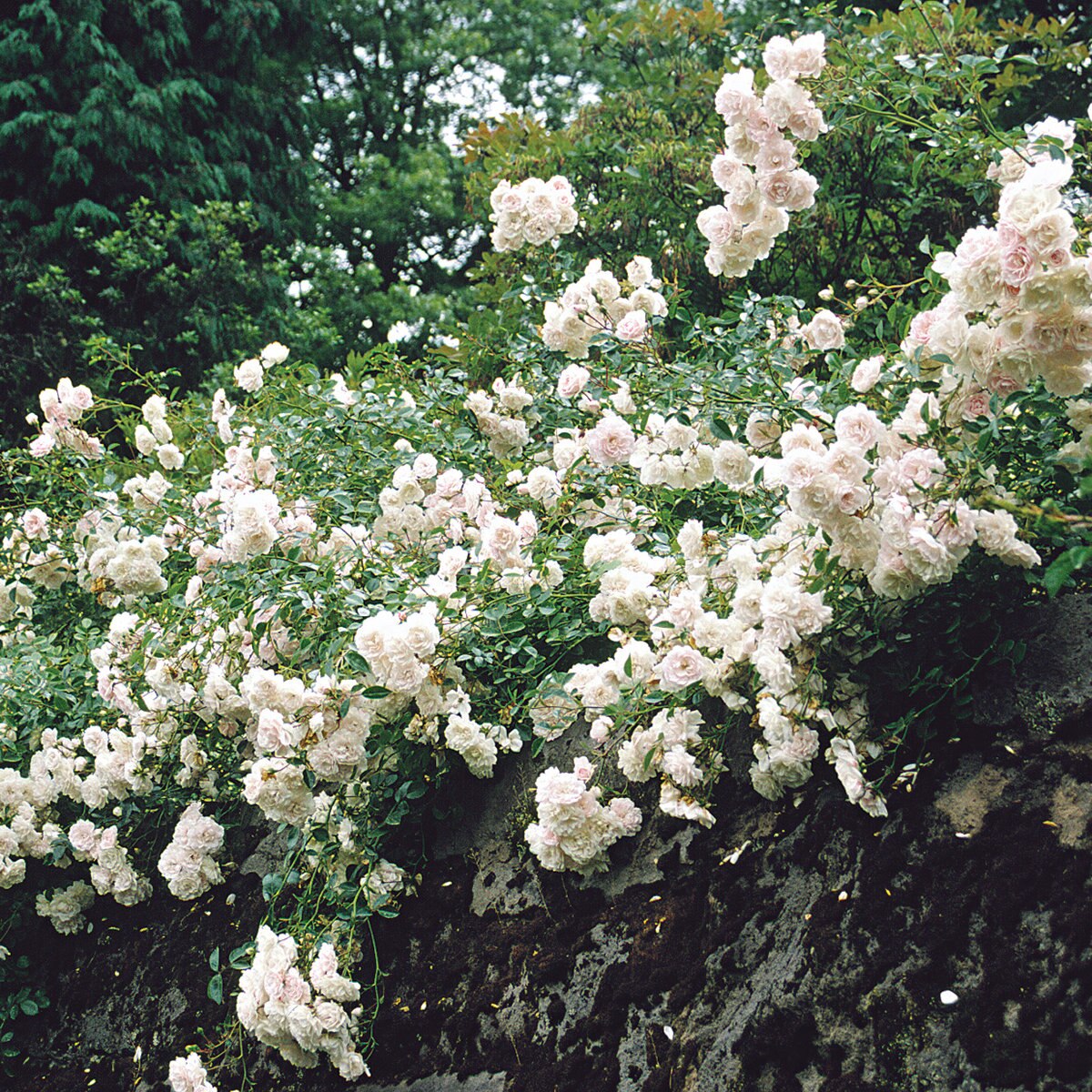Rosa X Sea Foam Rose | SiteOne