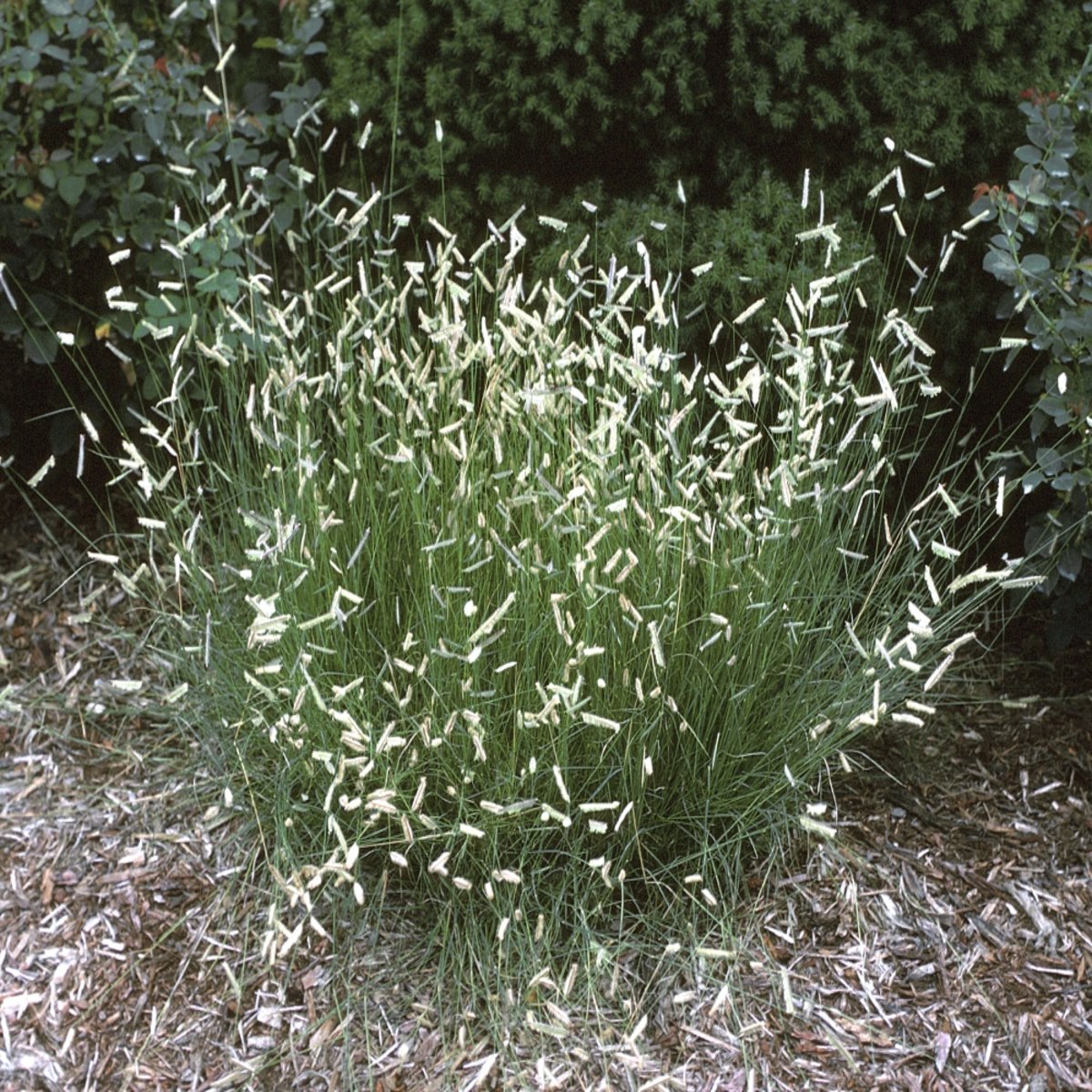 Bouteloua Gracilis Blue Grama Grass | SiteOne