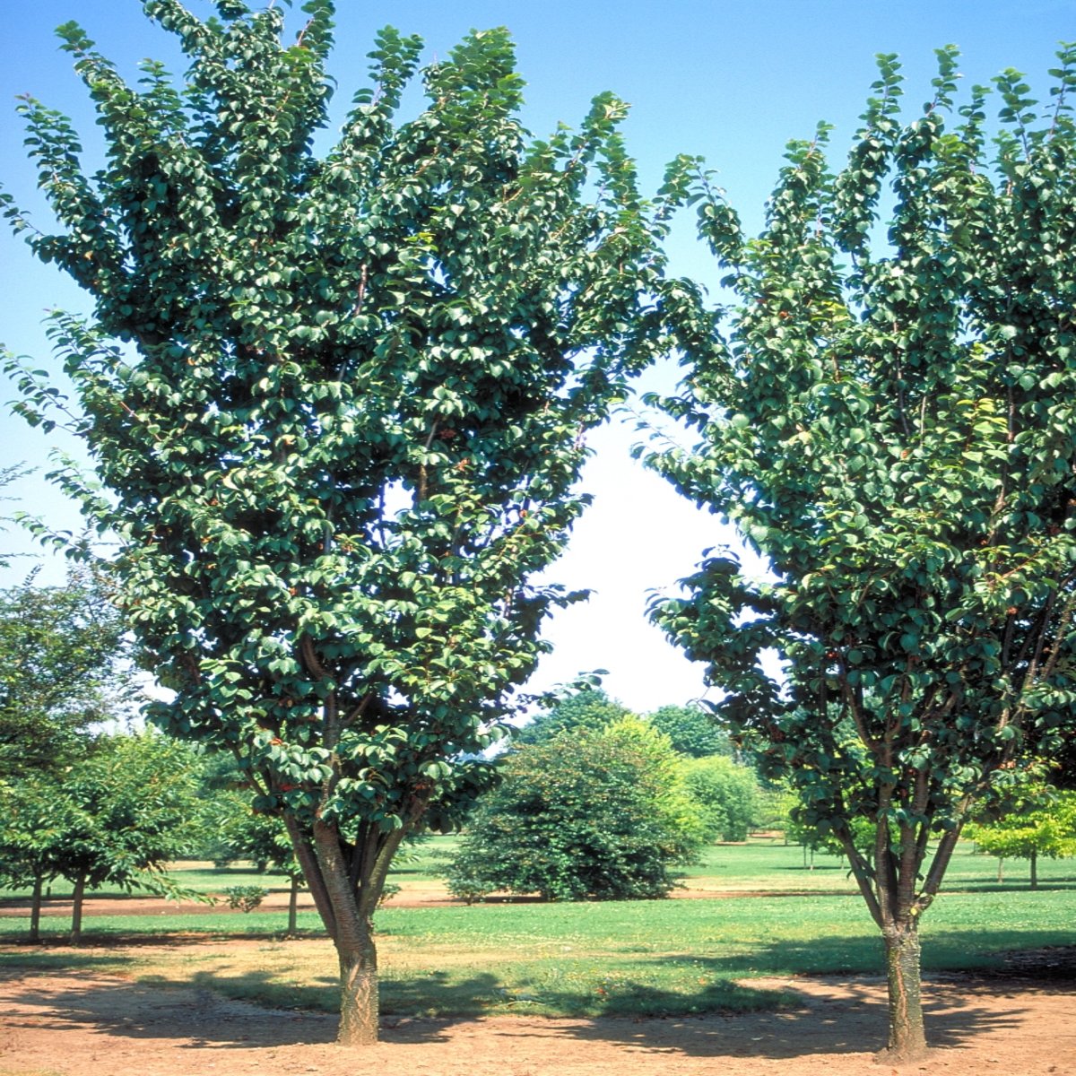 Prunus Sargentii Columnaris Columnar Sargent Cherry | SiteOne