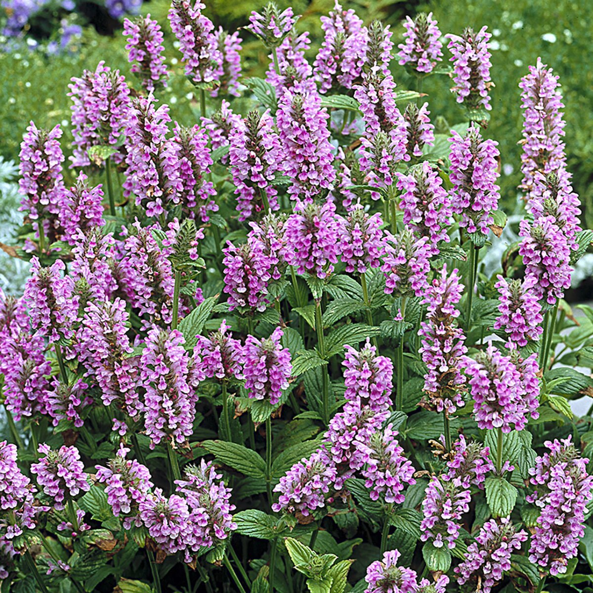 Nepeta Nervosa Pink Cat Catmint | SiteOne