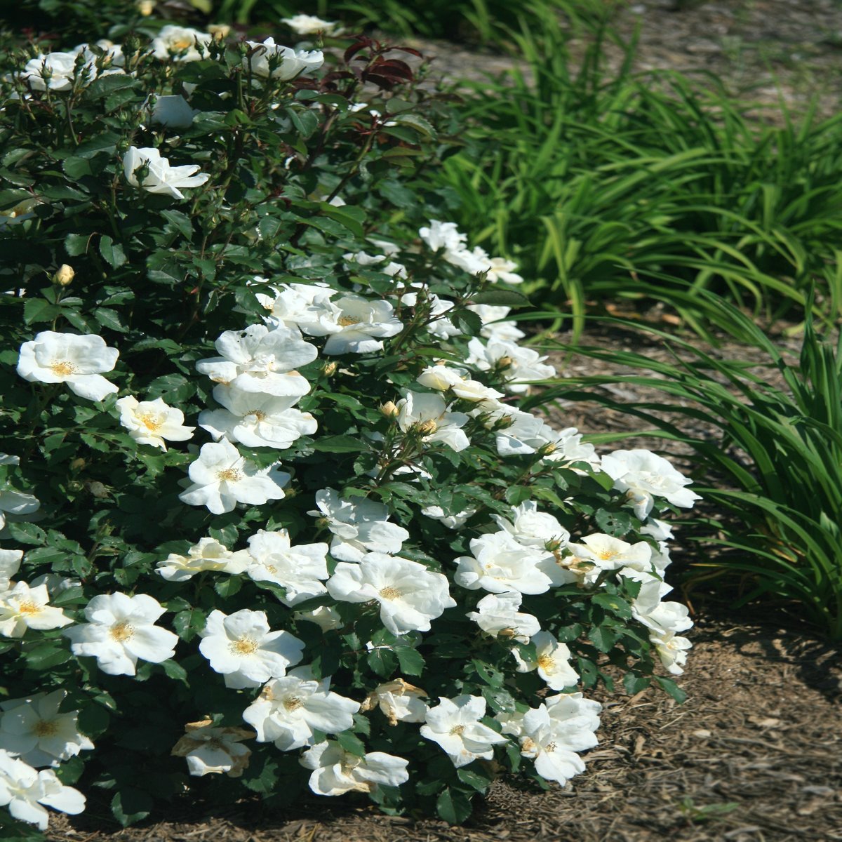 Rosa X White Knock Out Rose | SiteOne