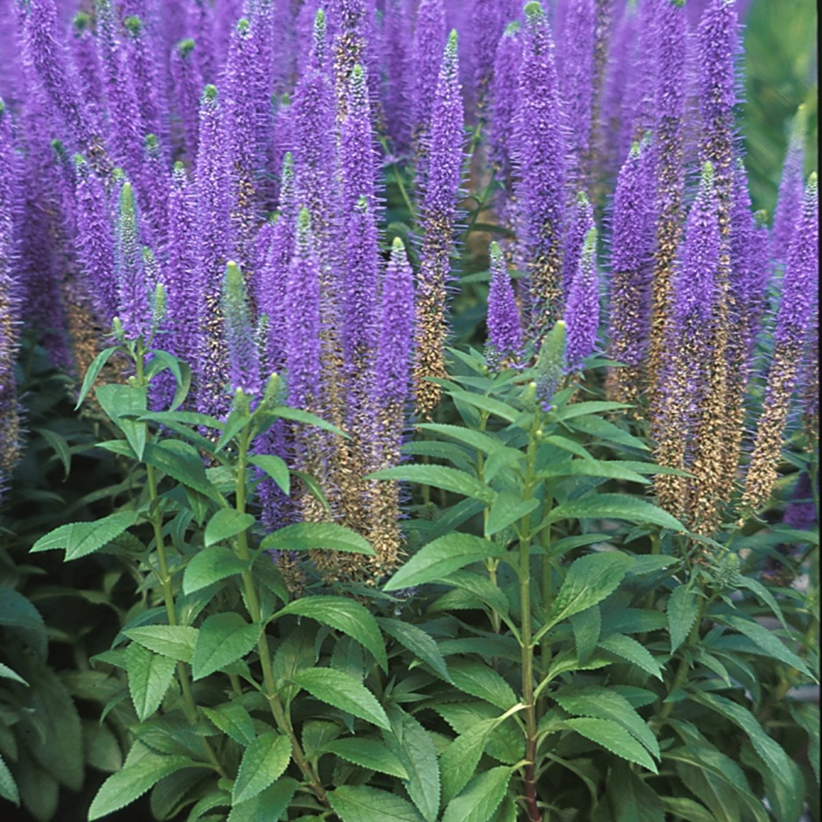 Veronica Spicata 'Royal Candles' Speedwell | SiteOne
