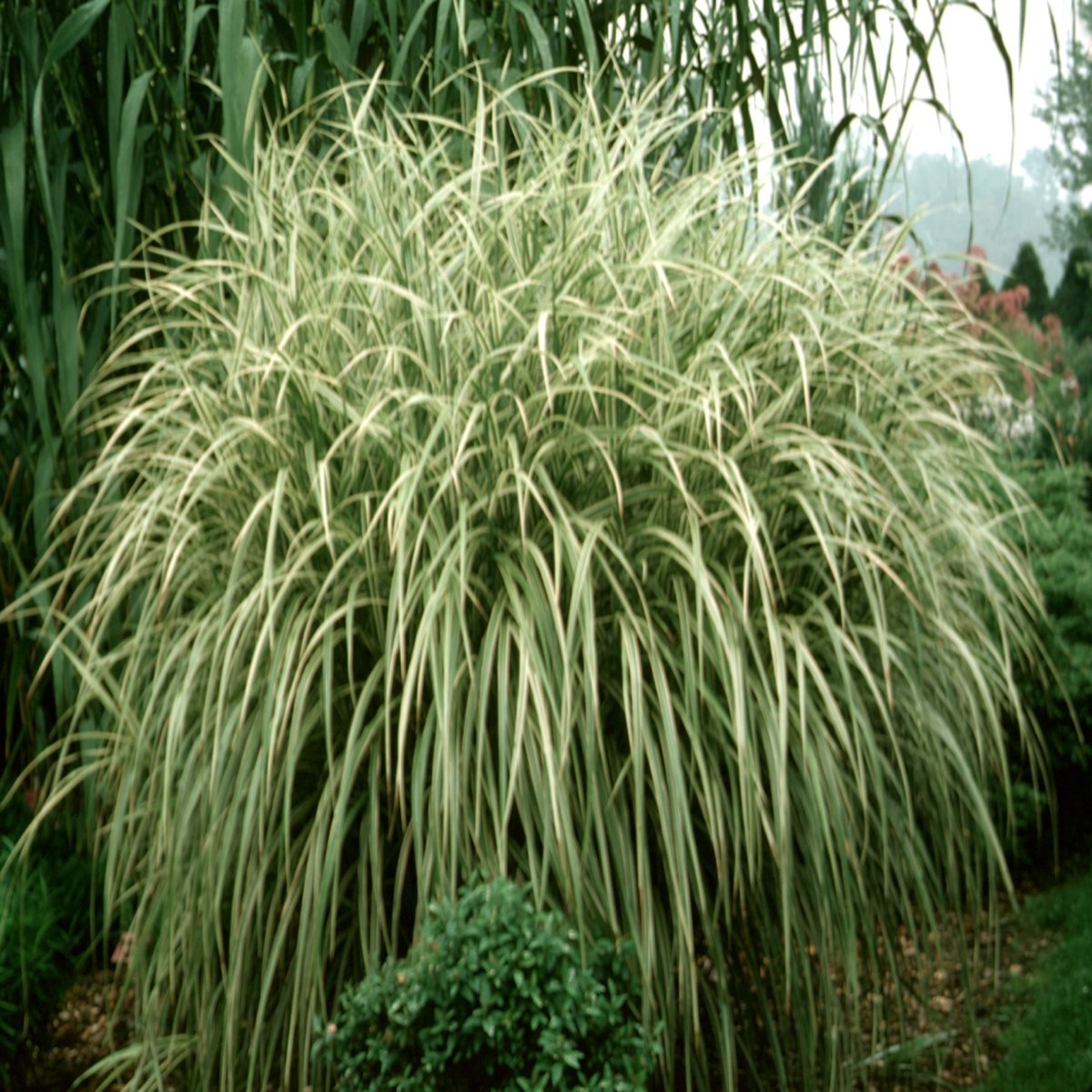 Miscanthus Sinensis Variegatus Variegated Maiden Grass | SiteOne