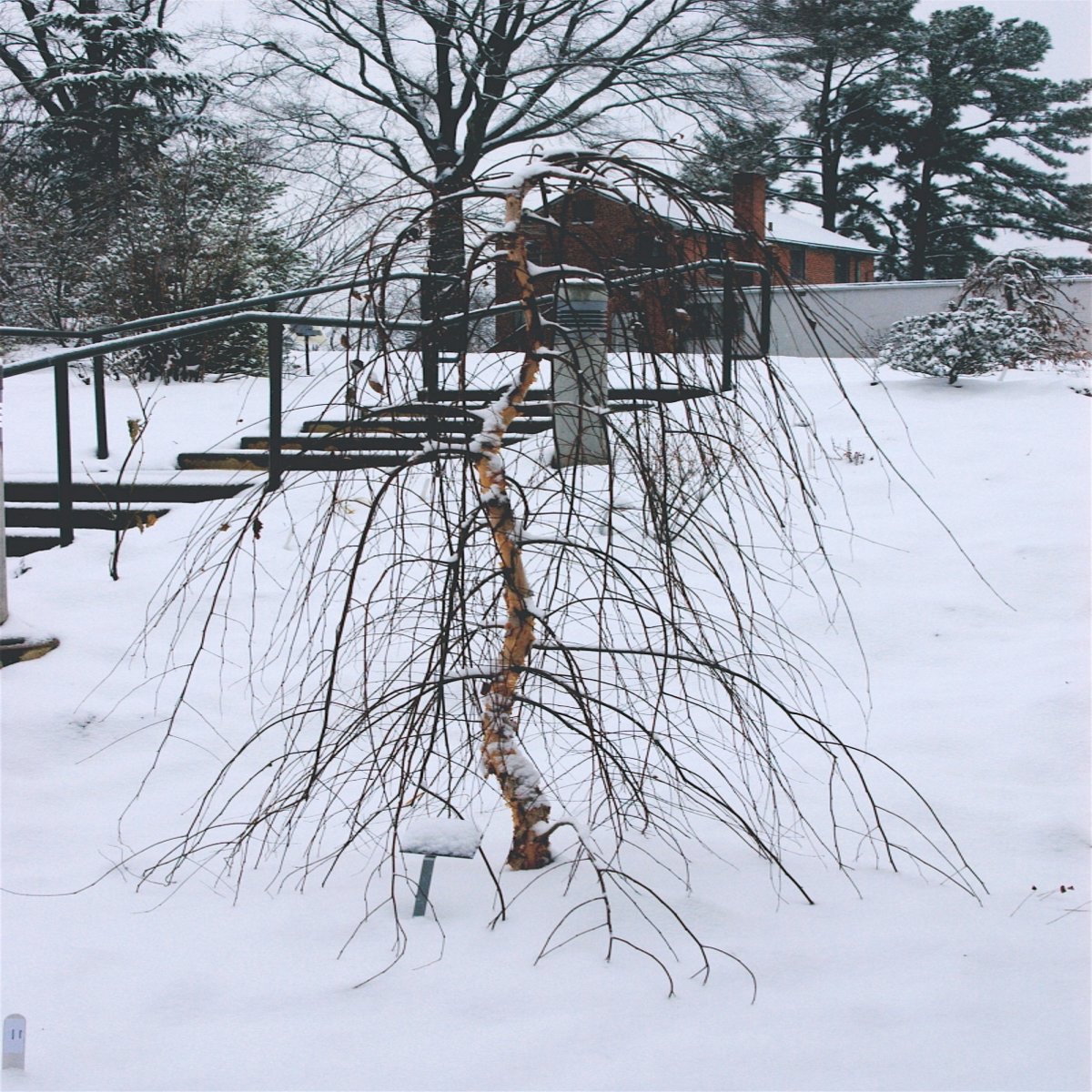 Betula Nigra Summer Cascade Weeping River Birch | SiteOne