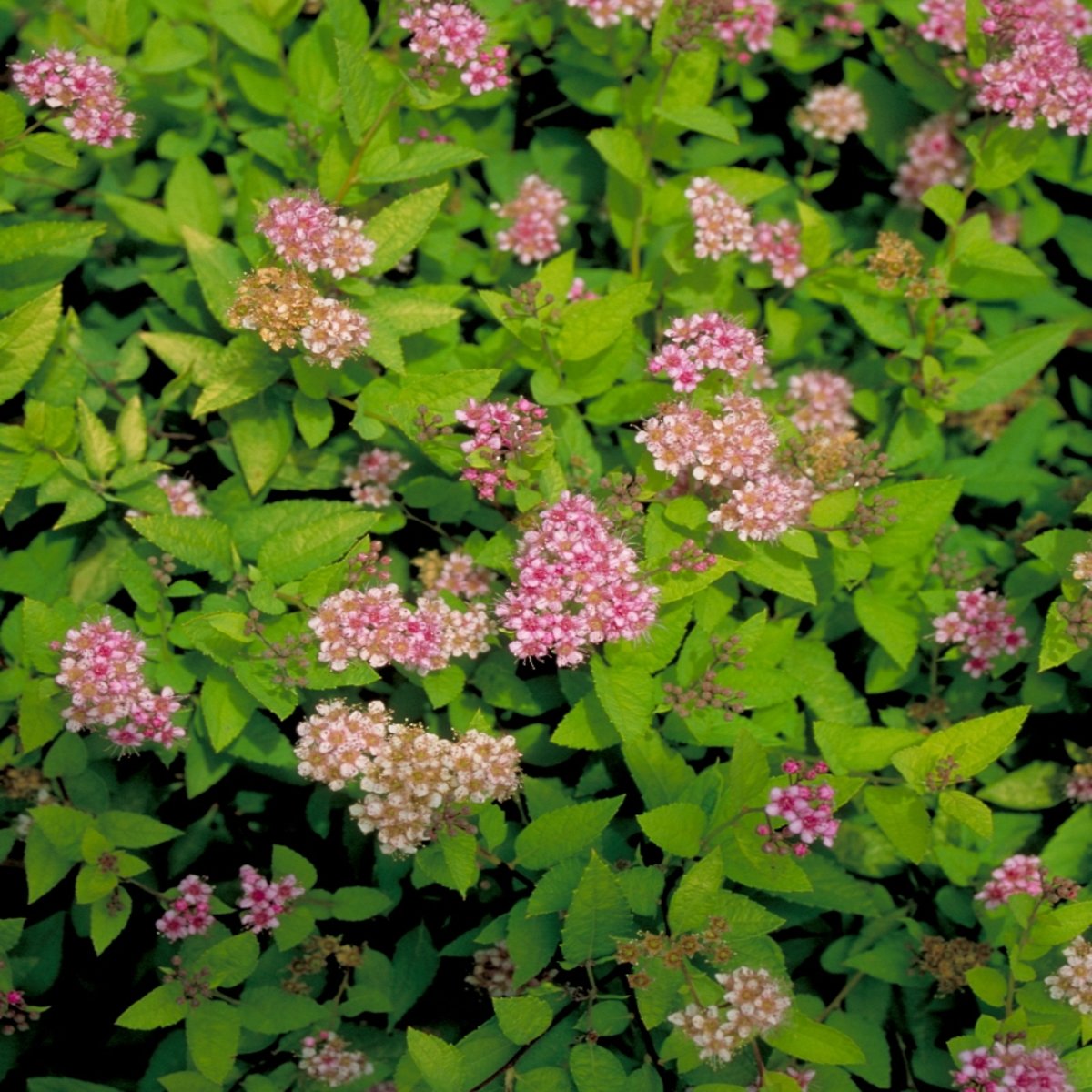 Spiraea Japonica Limemound Spirea | SiteOne